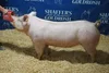 Bred Gilts — Shaffer's Goldrush
