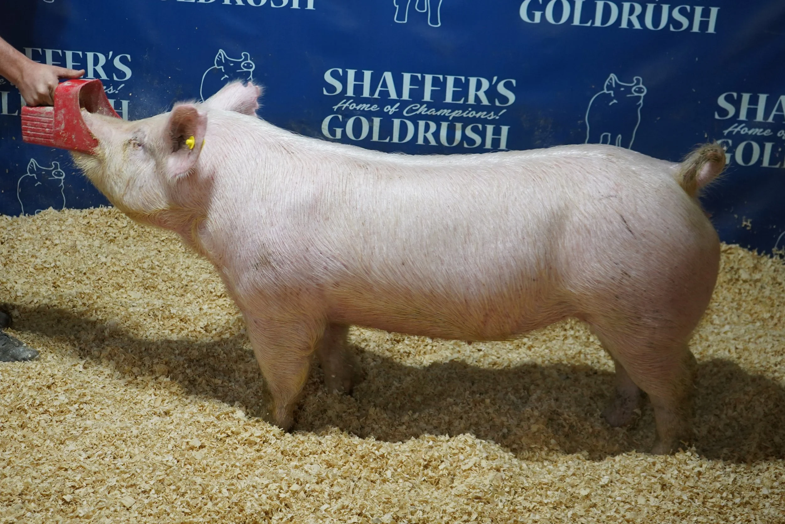 Bred Gilts — Shaffer's Goldrush