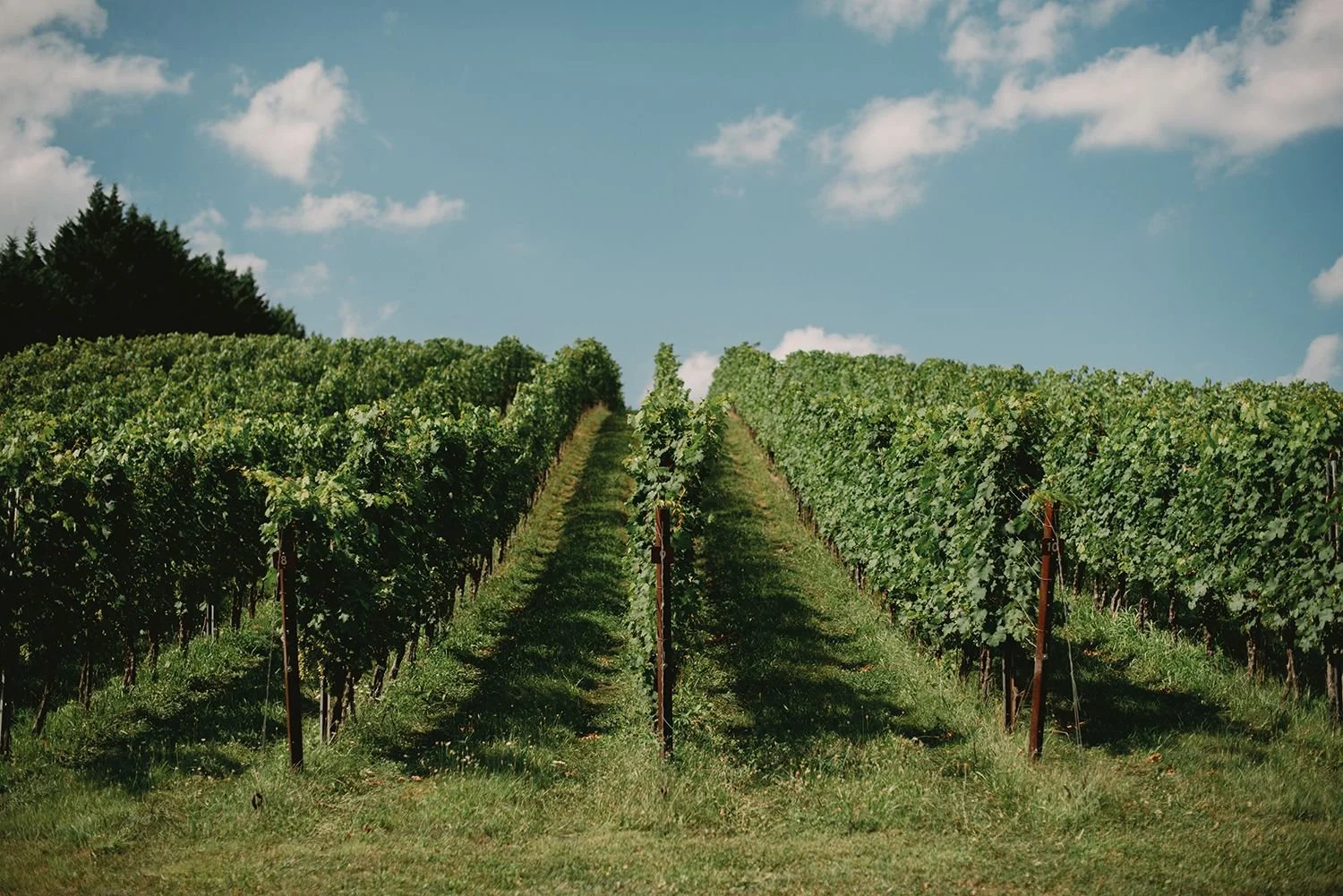 Events — Catoctin Breeze Vineyard