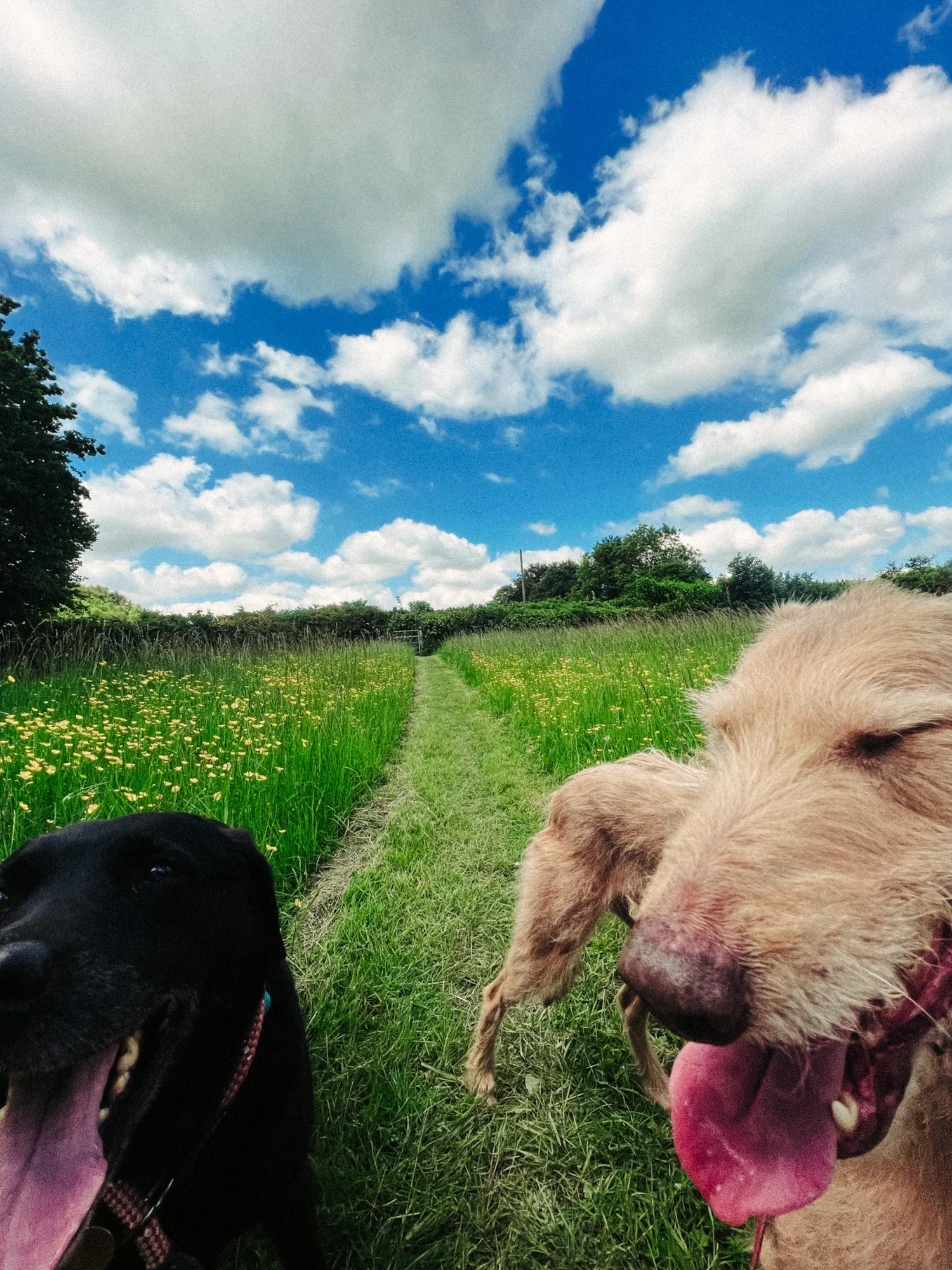 A dog walking company based in Blandford Forum • Adventures for your ...