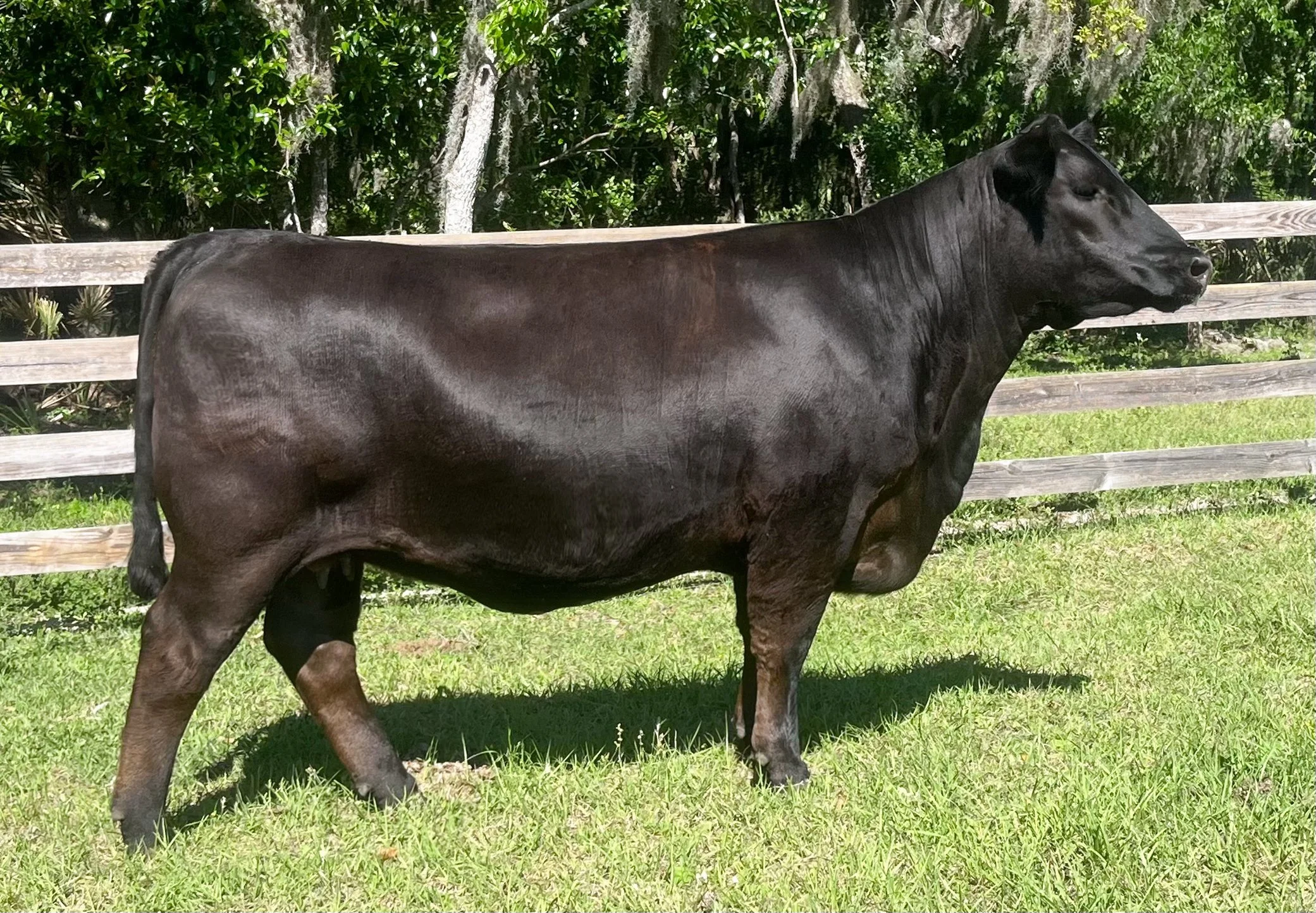 Cigar City Cattle Company
