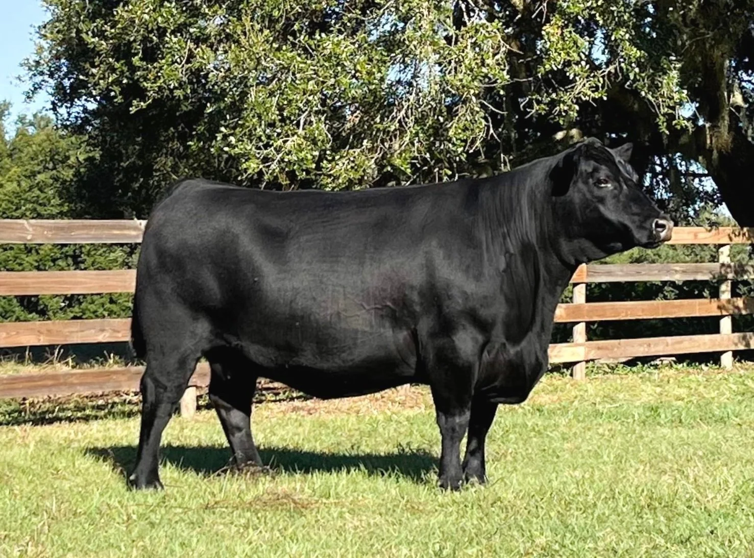 Cigar City Cattle Company