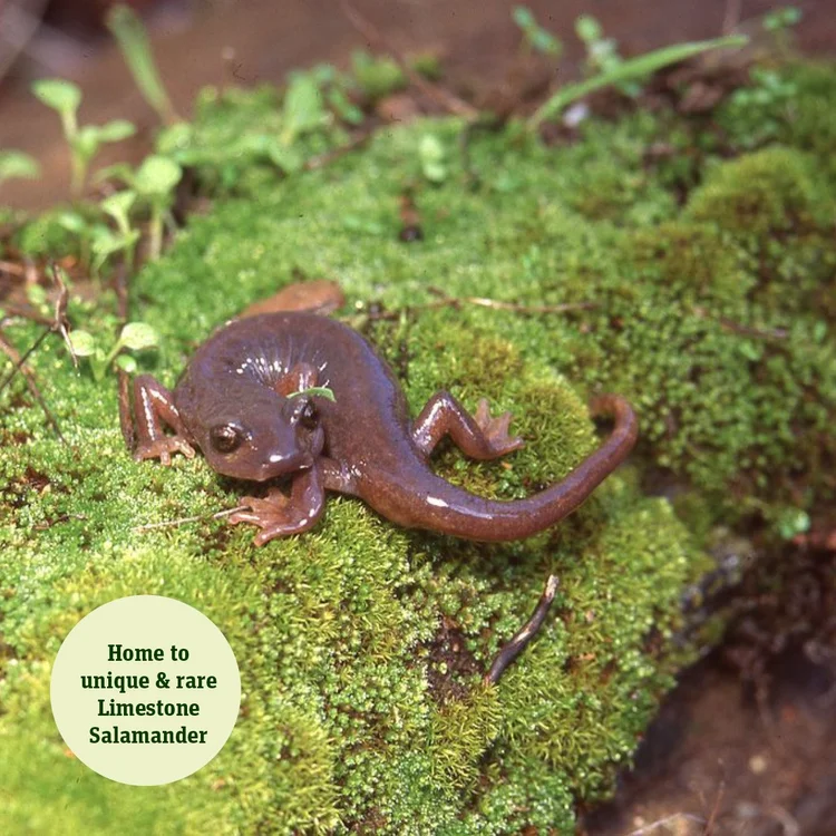 Biological Values — Upper Merced River Watershed Council