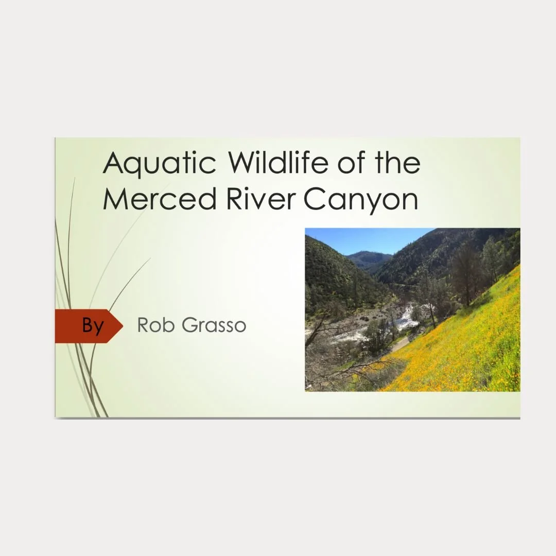Aquatic Wildlife of the Merced River Canyon — Upper Merced River ...