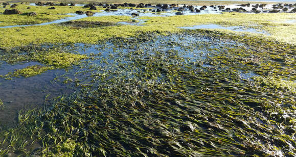Tidal Marshes — KNTA Architects