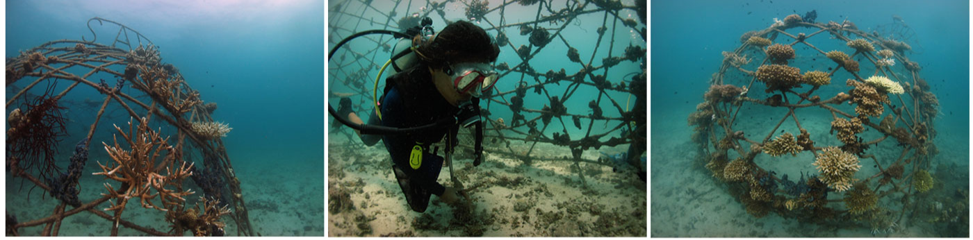 Biorock Technology — KNTA Architects