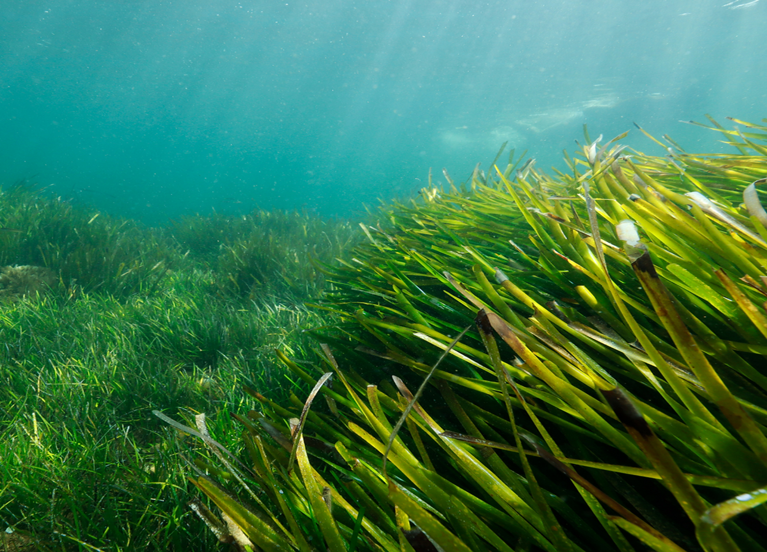 Seagrass Meadows — KNTA Architects