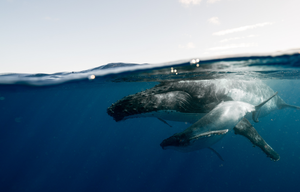 Whales & Climate Research Program — Living Ocean