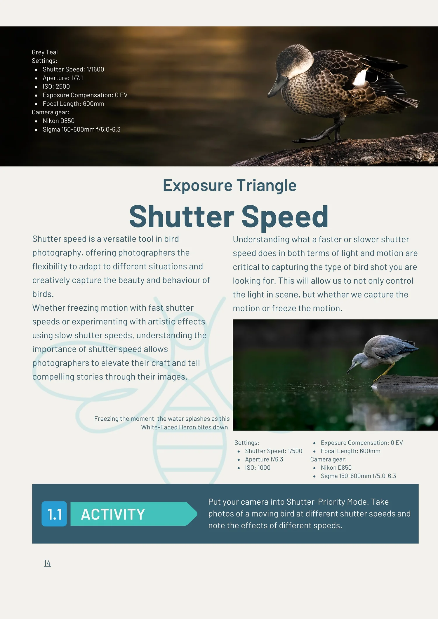 Feathers In Focus — Amegilla Studios