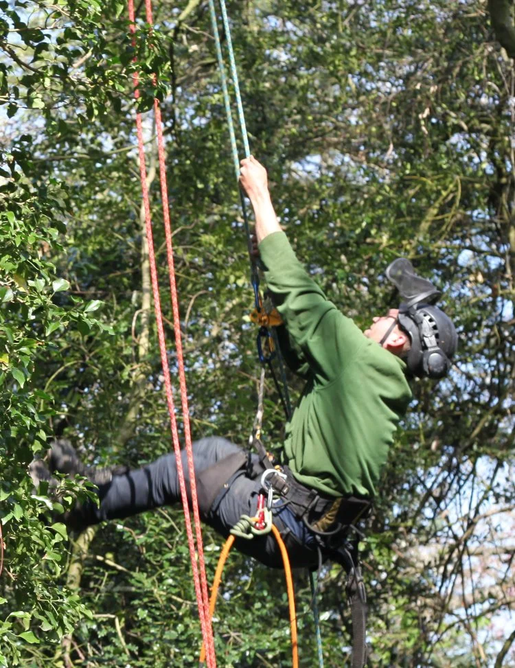 Edinburgh Tree Surgeon - Lord Of The Trees