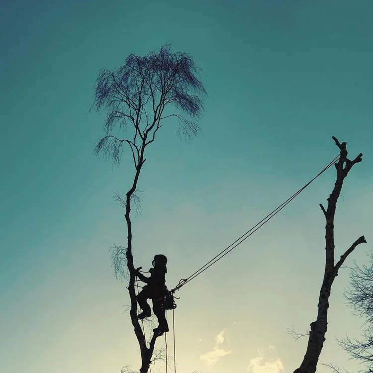 Lord of the Trees - Edinburgh Tree Surgeon