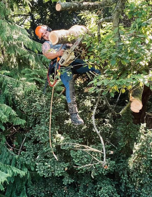 Edinburgh Tree Surgeon - Lord Of The Trees