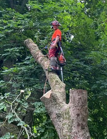 Edinburgh Tree Surgeon - Lord Of The Trees