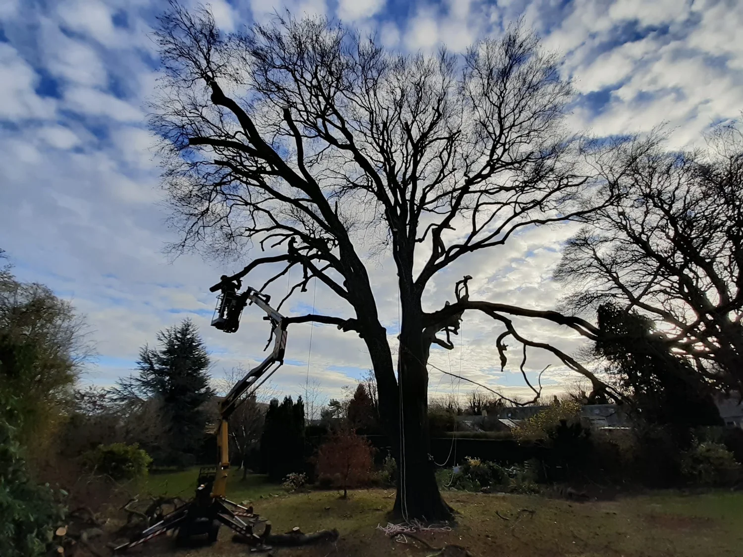 Home [www.lordofthetrees.com]