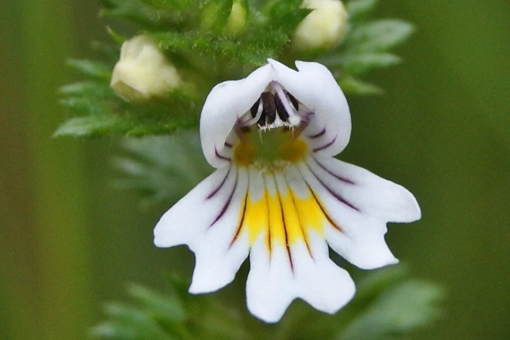 Herbal Remedies for Hayfever: Nettle and Eyebright for Seasonal ...