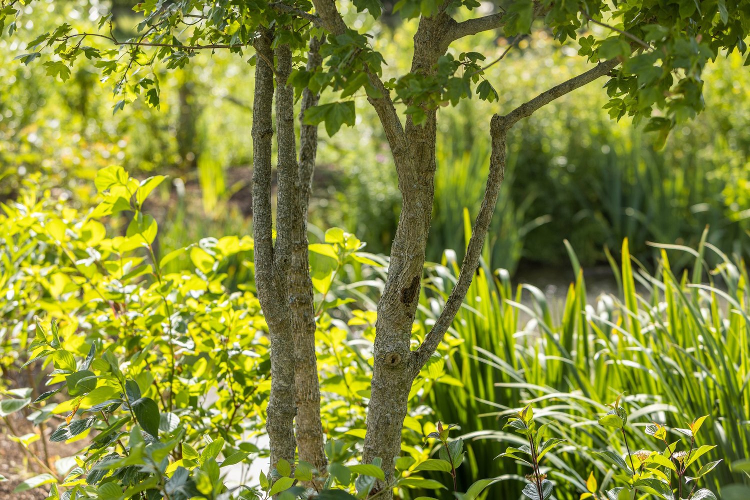 Cunningham Gardens | Transform Your Garden Today