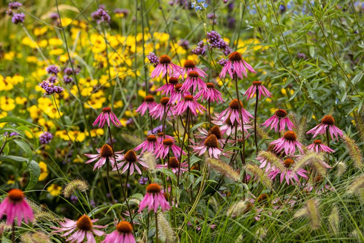 Services | Transform Your Garden Today — Cunningham Gardens