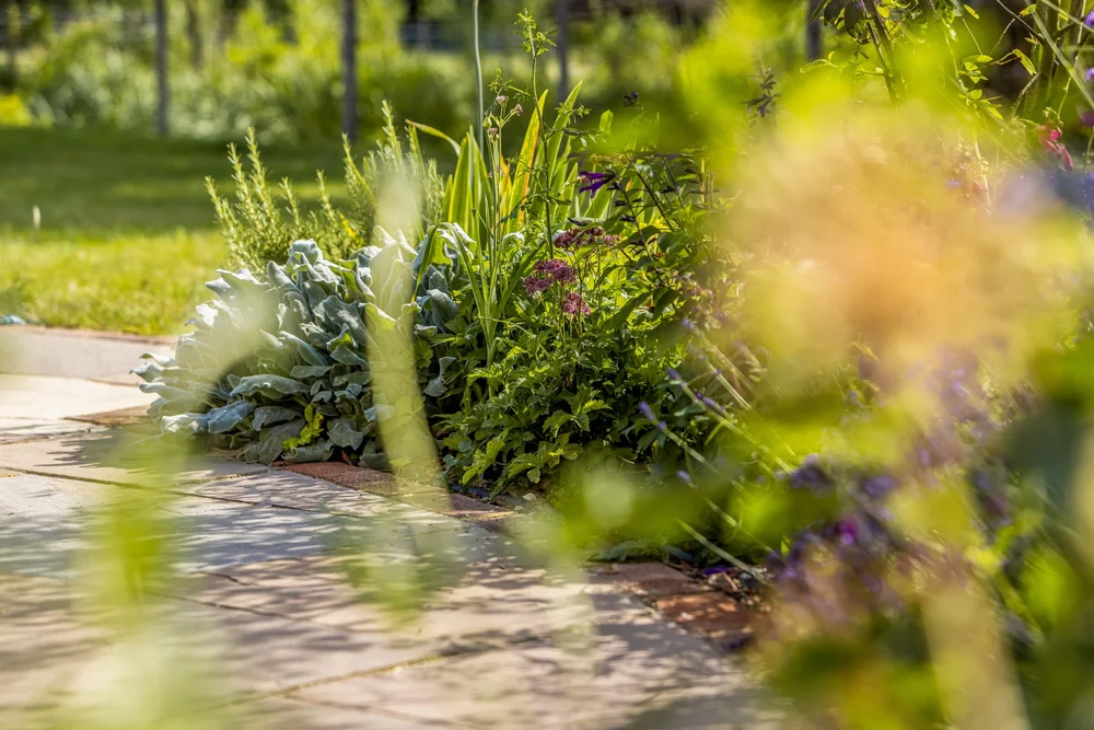 Services | Transform Your Garden Today — Cunningham Gardens