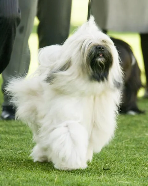 TriSong Tibetan Terriers & Pumik