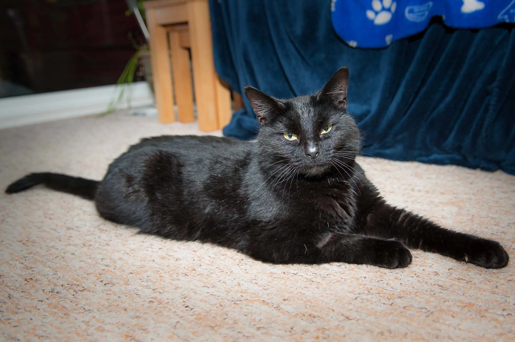 RSPCA Buckinghamshire South