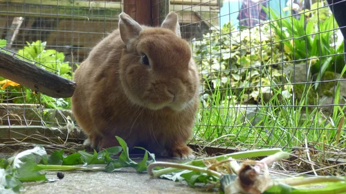 RSPCA Buckinghamshire South