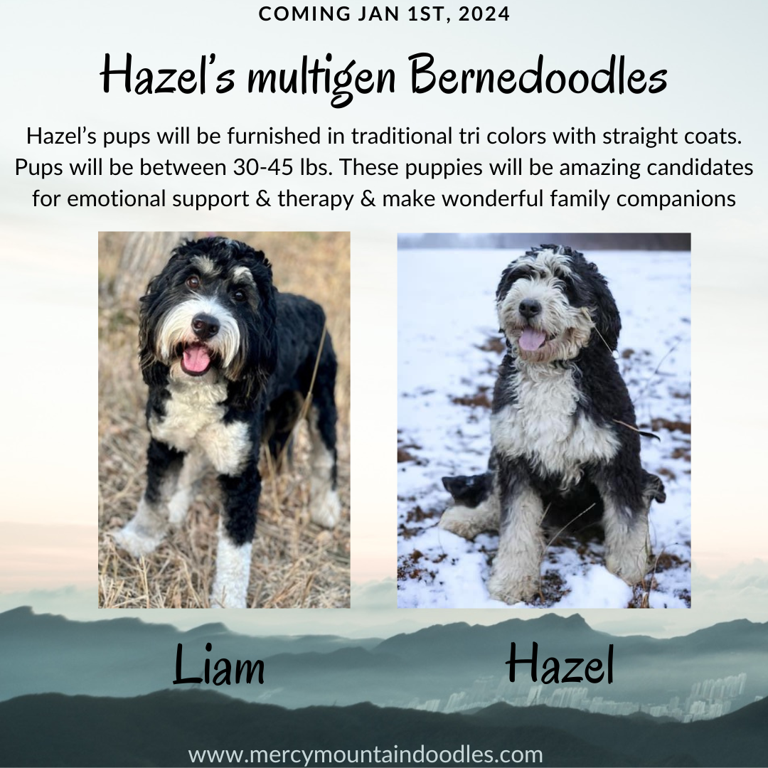 Our Puppies — Mercy Mountain Doodles