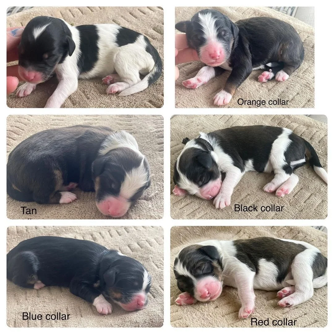 Our Puppies — Mercy Mountain Doodles