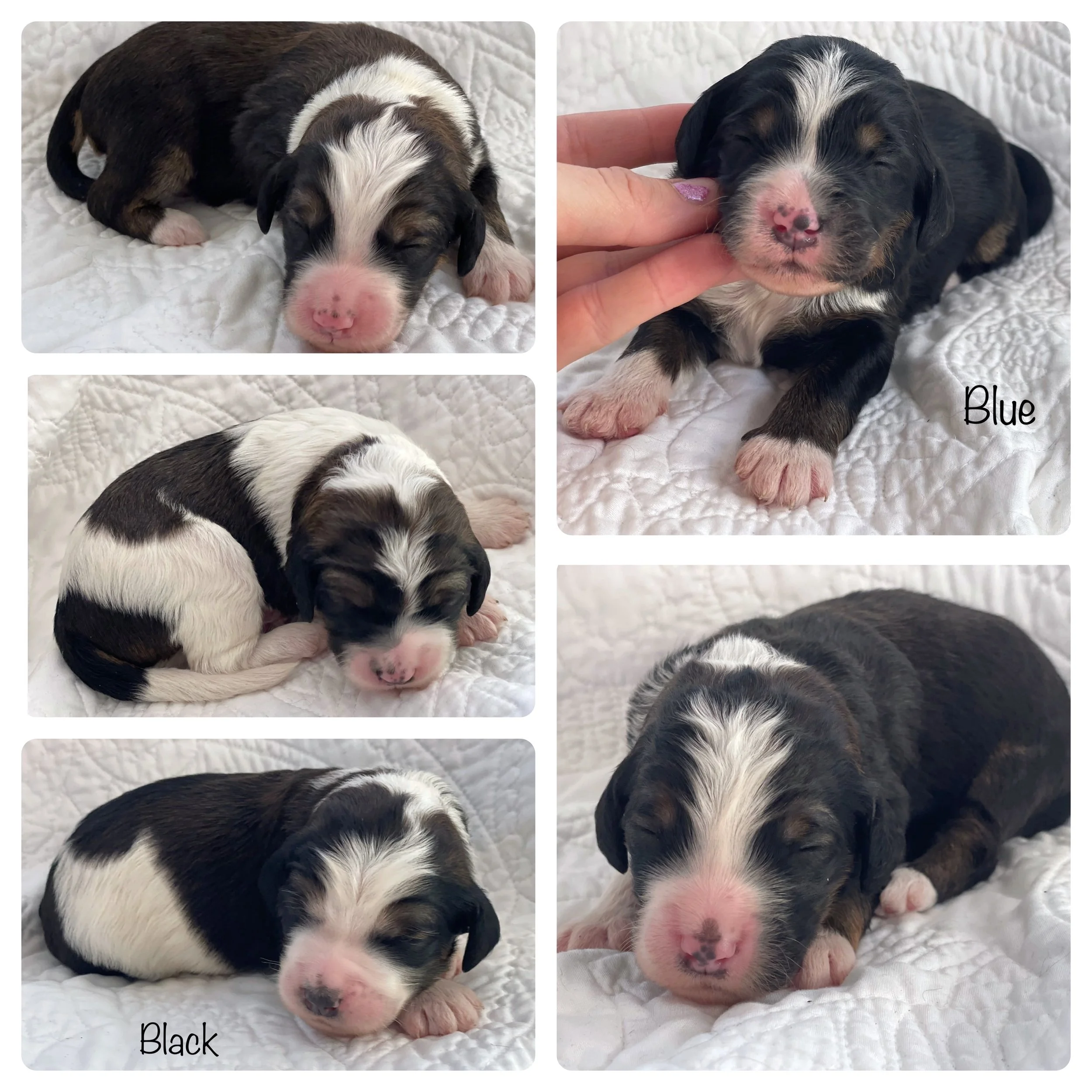 Our Puppies — Mercy Mountain Doodles