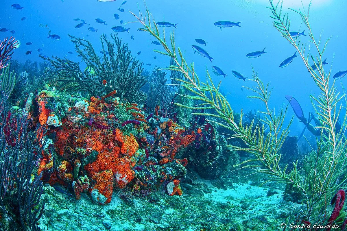 Splashdown Divers Charter