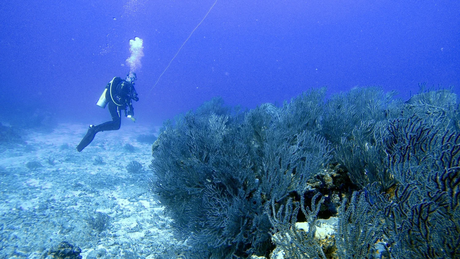 Splashdown Divers Charter