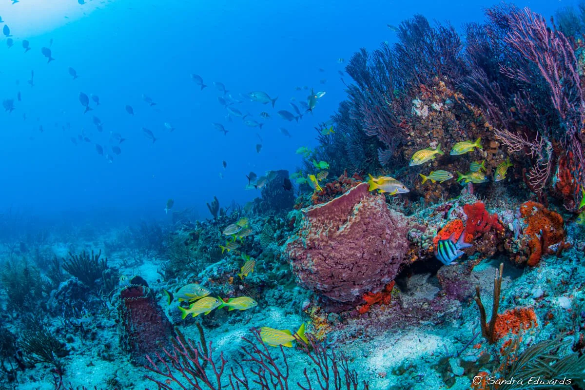 Scuba Diving Classes — Splash Down Divers