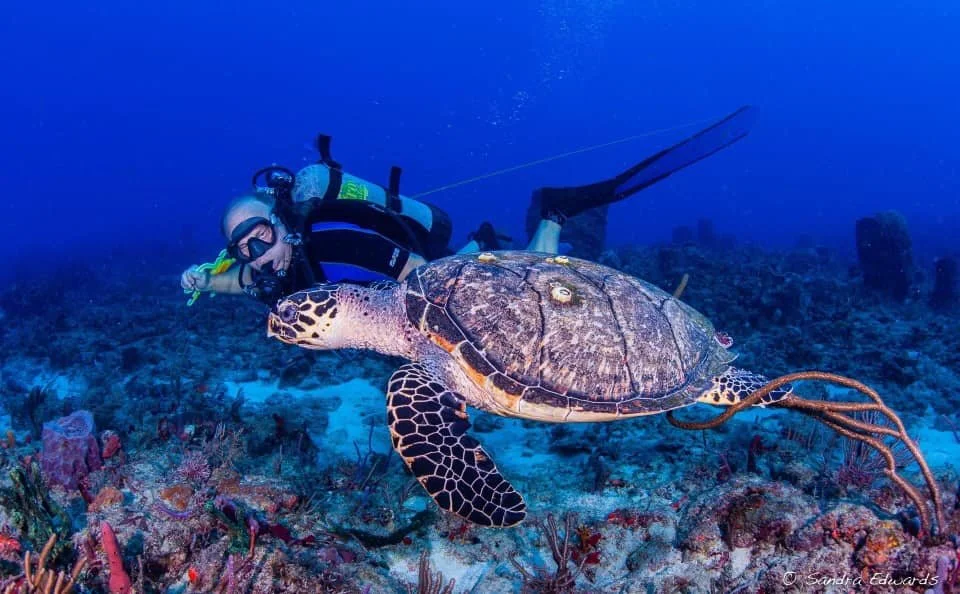 Scuba Diving Classes — Splash Down Divers