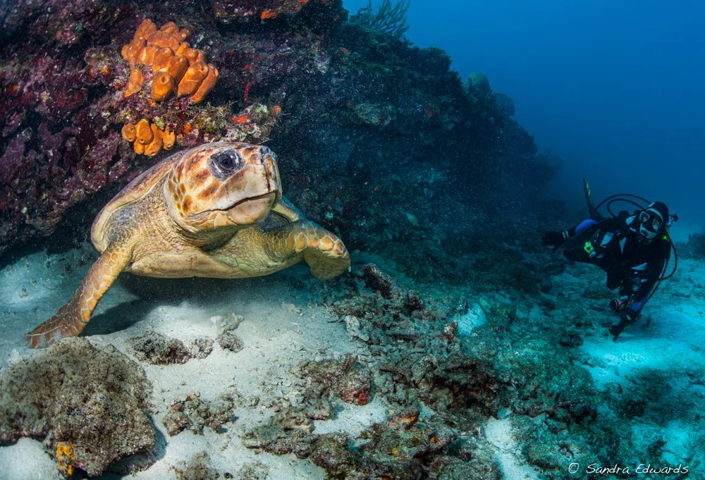 Scuba Trips in Boynton Beach — Splash Down Divers