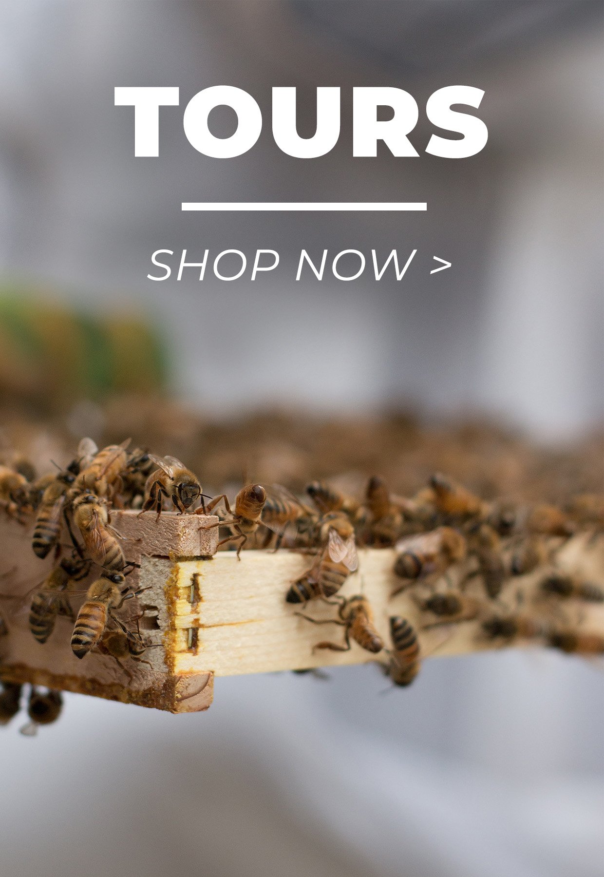 Shop — Bees in the D
