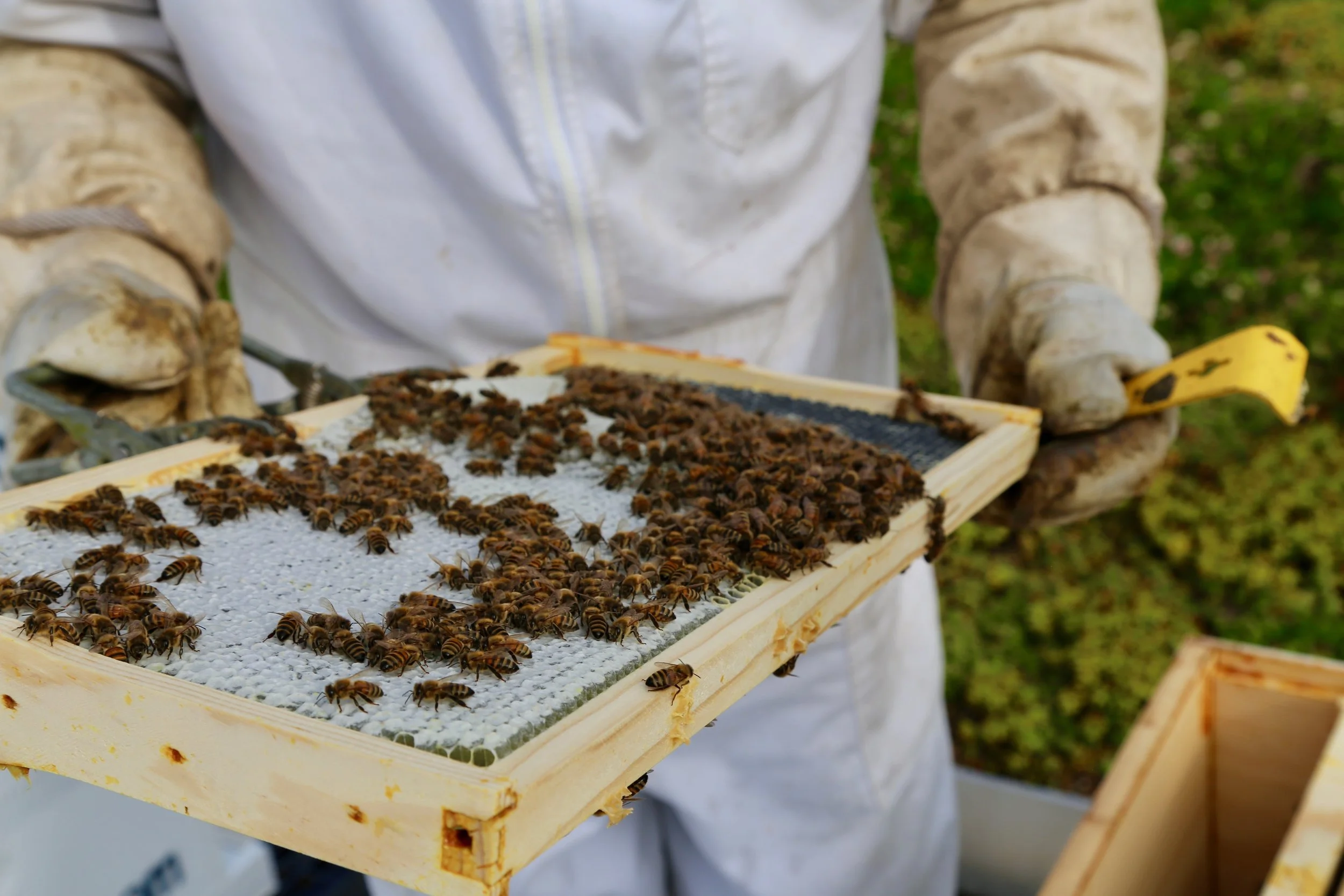Shop — Bees in the D
