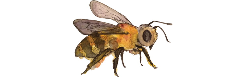 Bee Types — Bees in the D