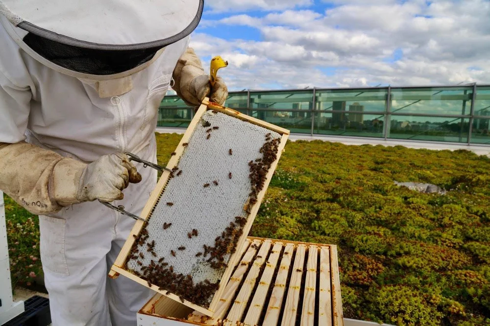 Pollinator Friendly Plants — Bees in the D