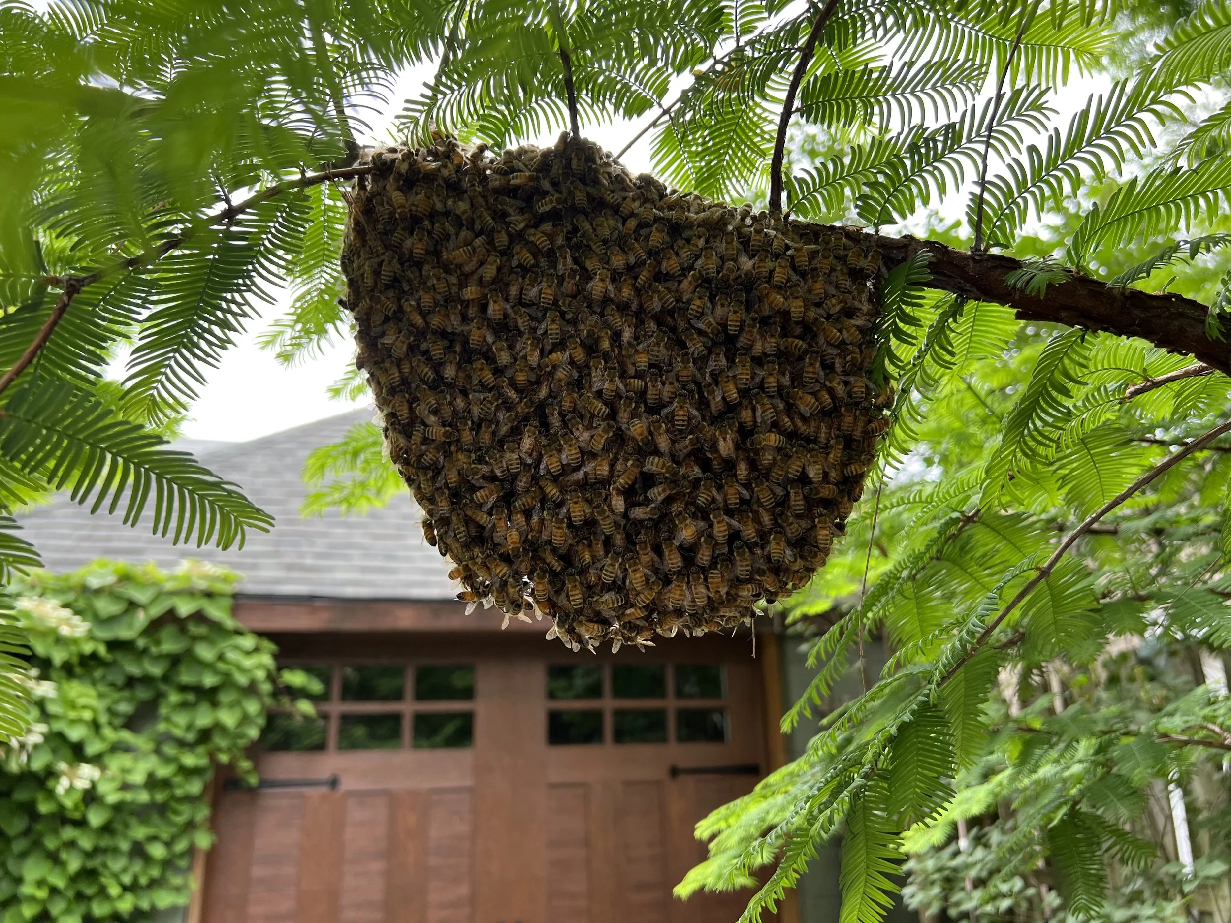 Bees Swarm