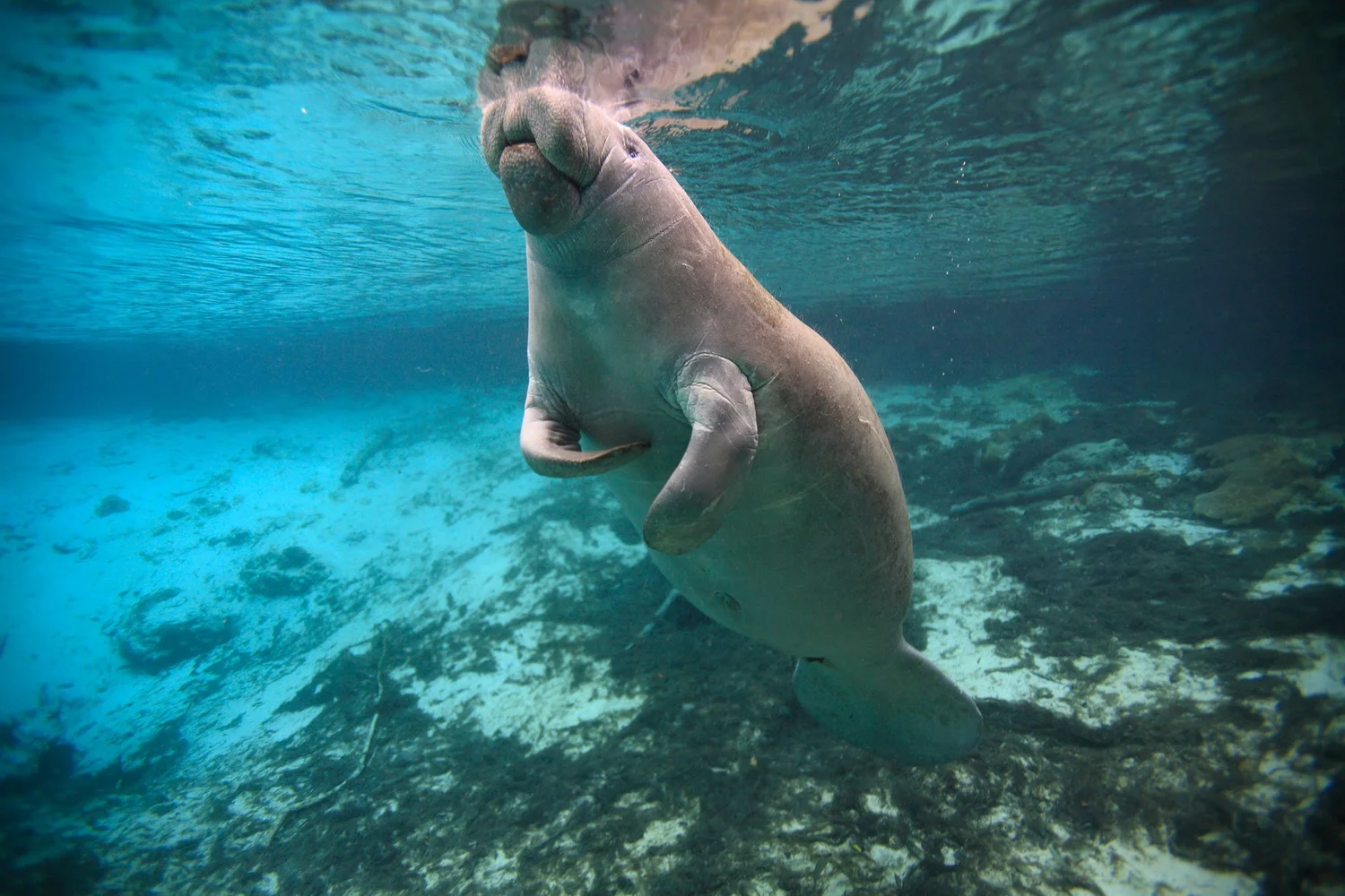 Manatee Cam — Visit West Volusia