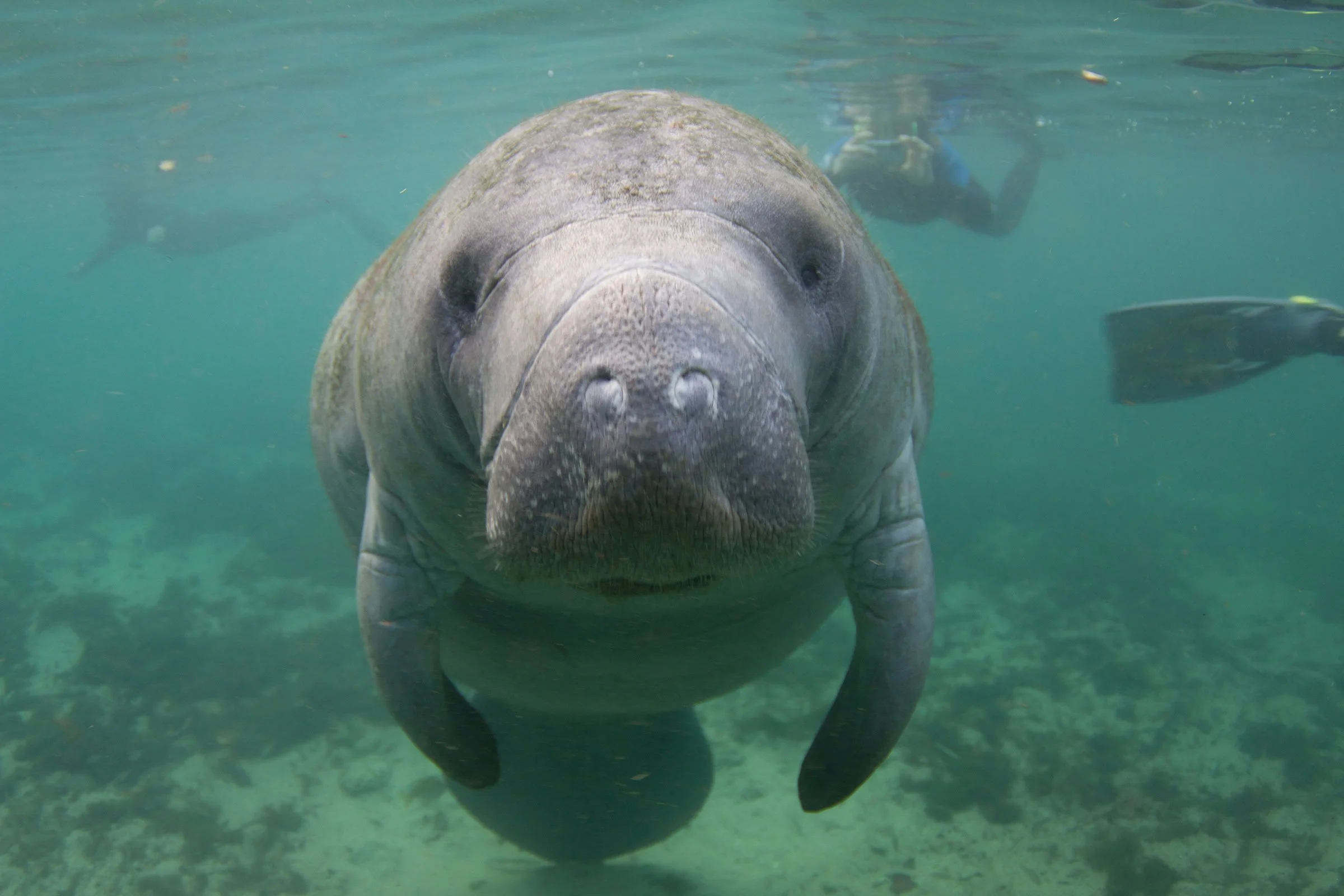 Manatee Cam — Visit West Volusia