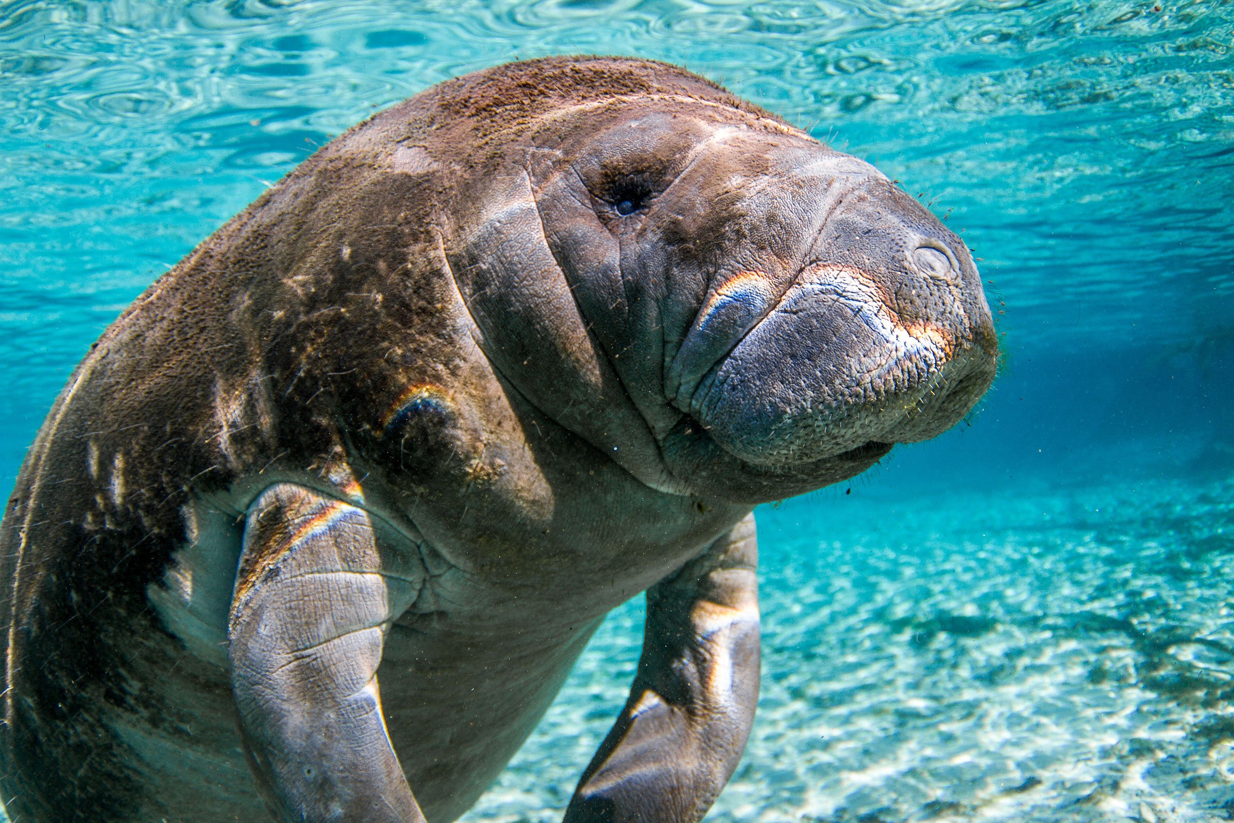 Blue Spring Manatee Festival — Visit West Volusia
