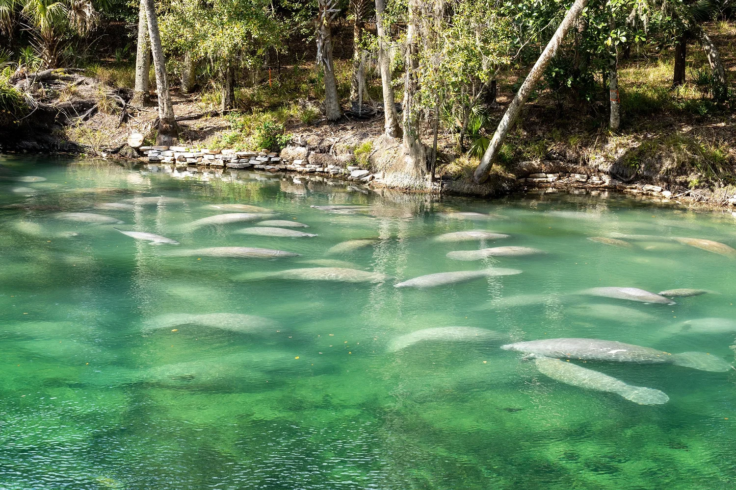 Manatee Cam — Visit West Volusia