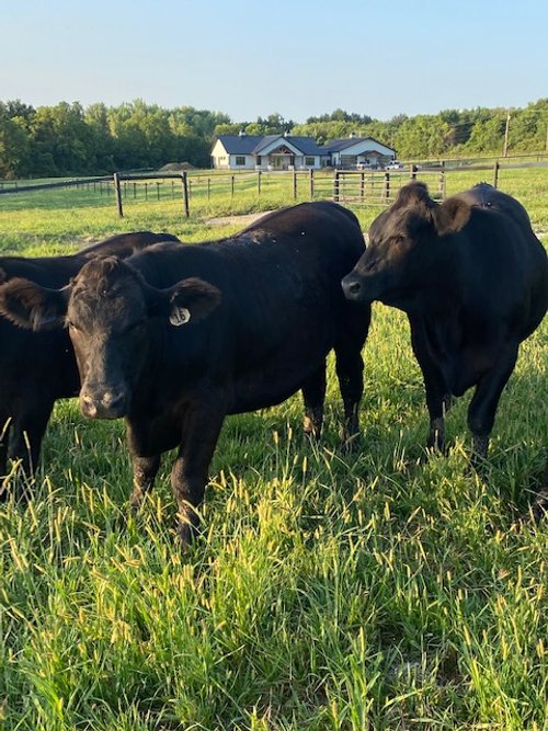 Photo Gallery — CASEY'S CATTLE COMPANY