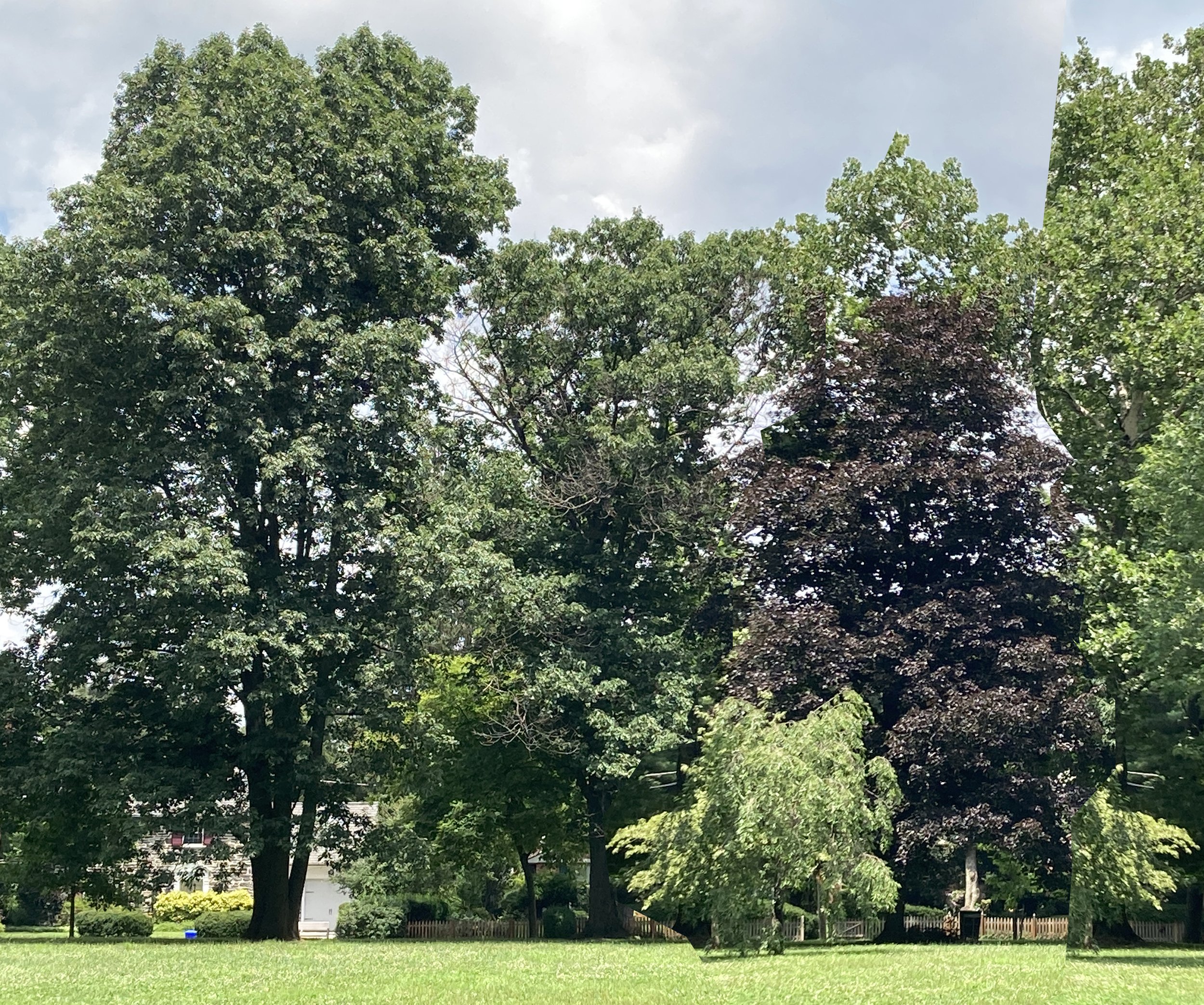 Tree Identification Map — Friends of McMichael Park