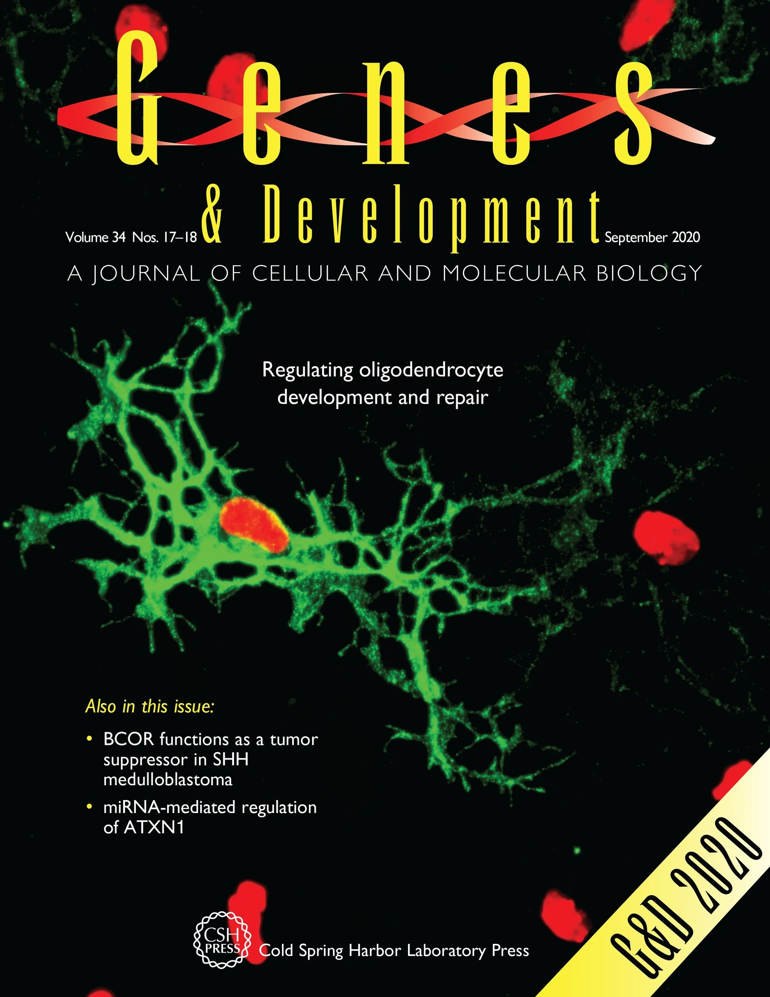 Publications — Hyun Kyoung Lee Lab