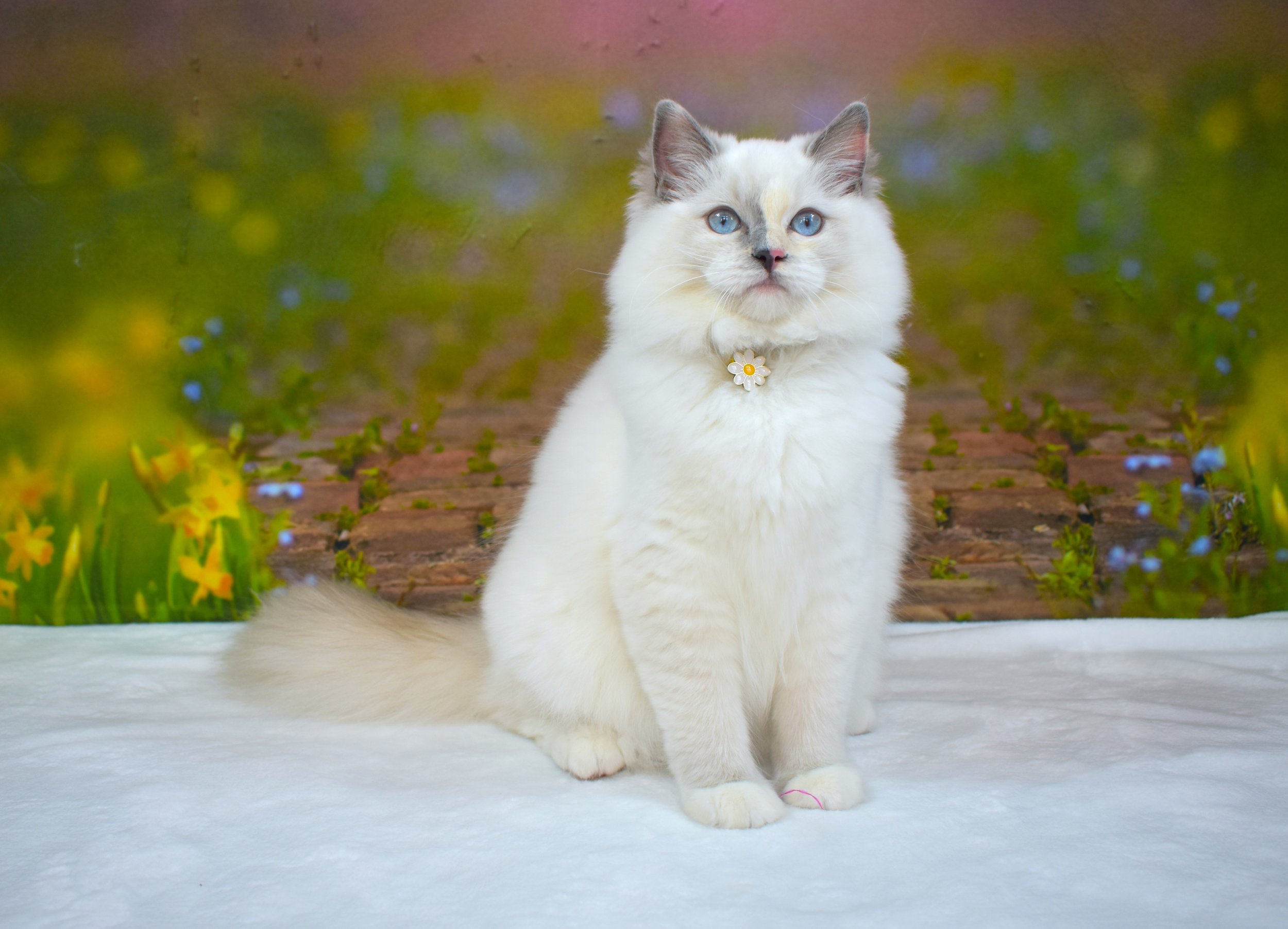 Precious Poppy — American Girlz Ragdoll Cattery