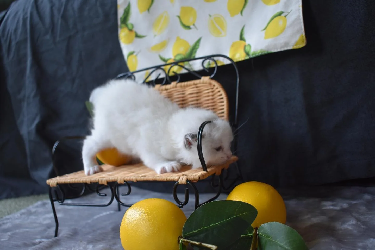 Thor — American Girlz Ragdoll Cattery