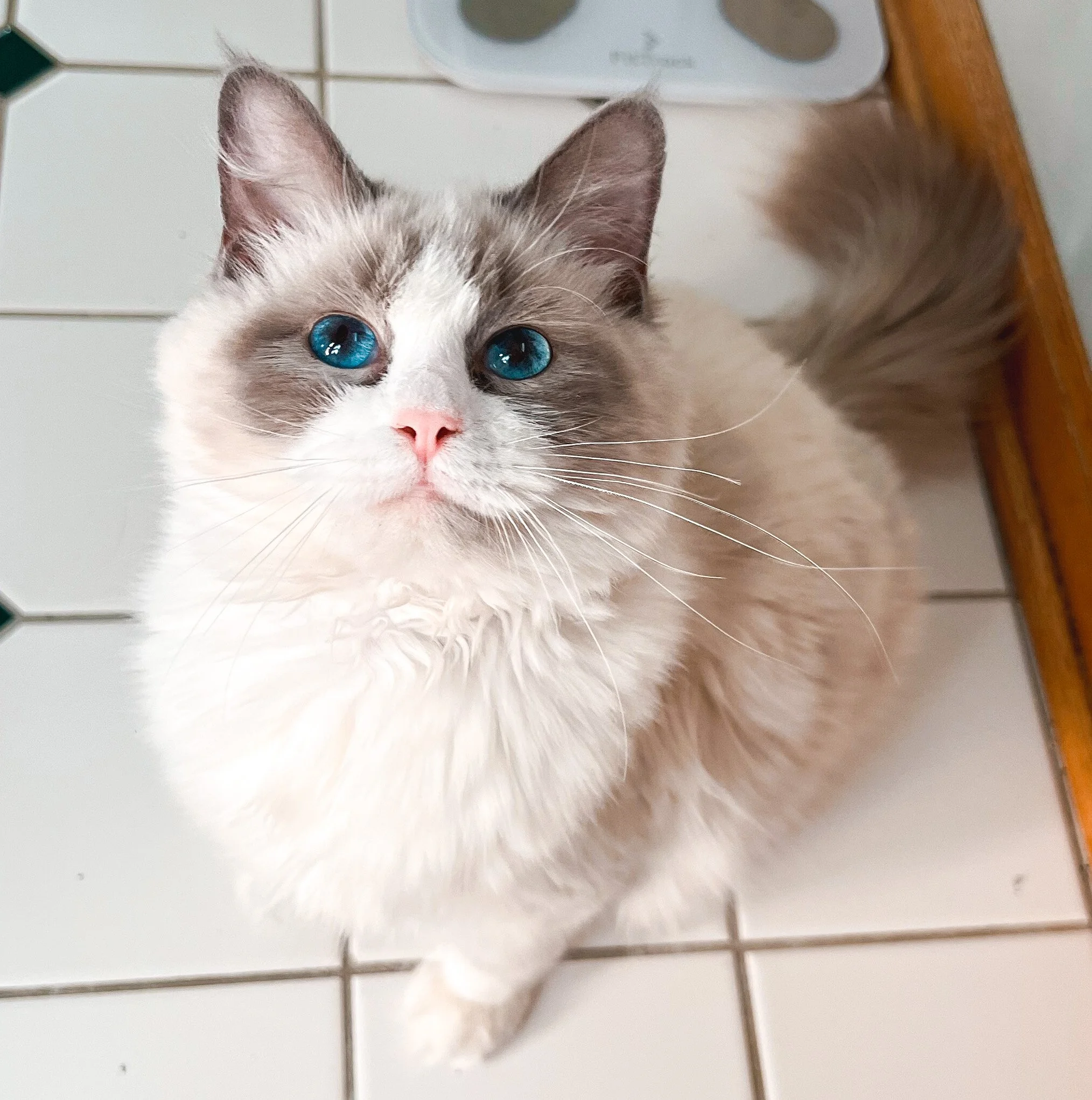 American Girlz Ragdoll Cattery