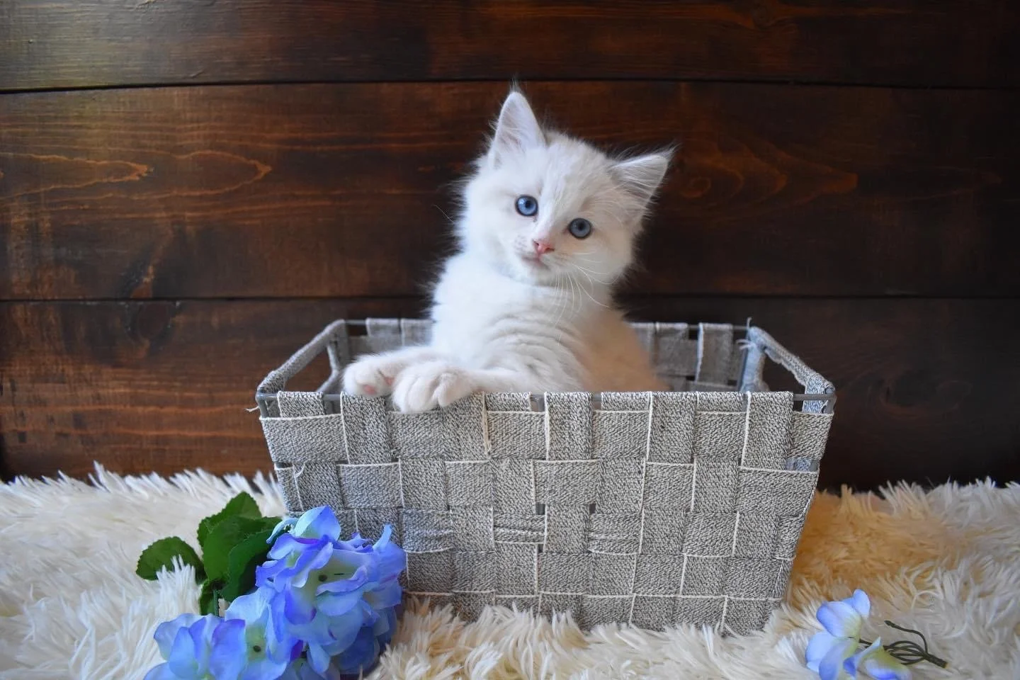 American Girlz Ragdoll Cattery