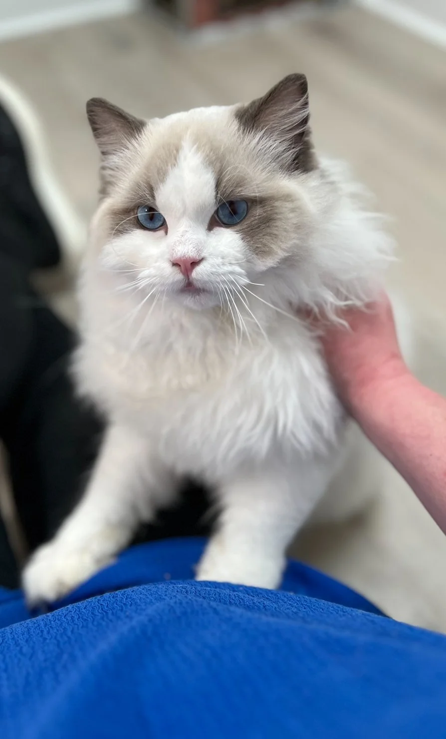 American Girlz Ragdoll Cattery